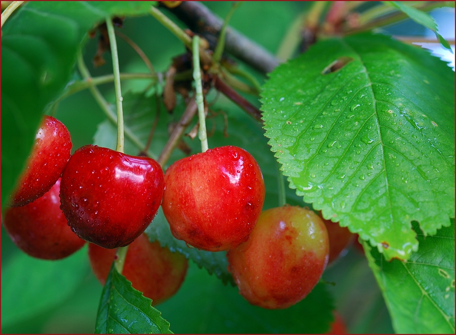 Die schönsten Kirschen hängen... Foto & Bild | weltanschauung, specials ...