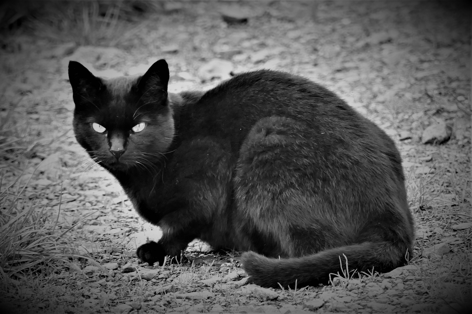 Die schwarze Katze Foto & Bild | tiere, haustiere, katzen Bilder auf ...