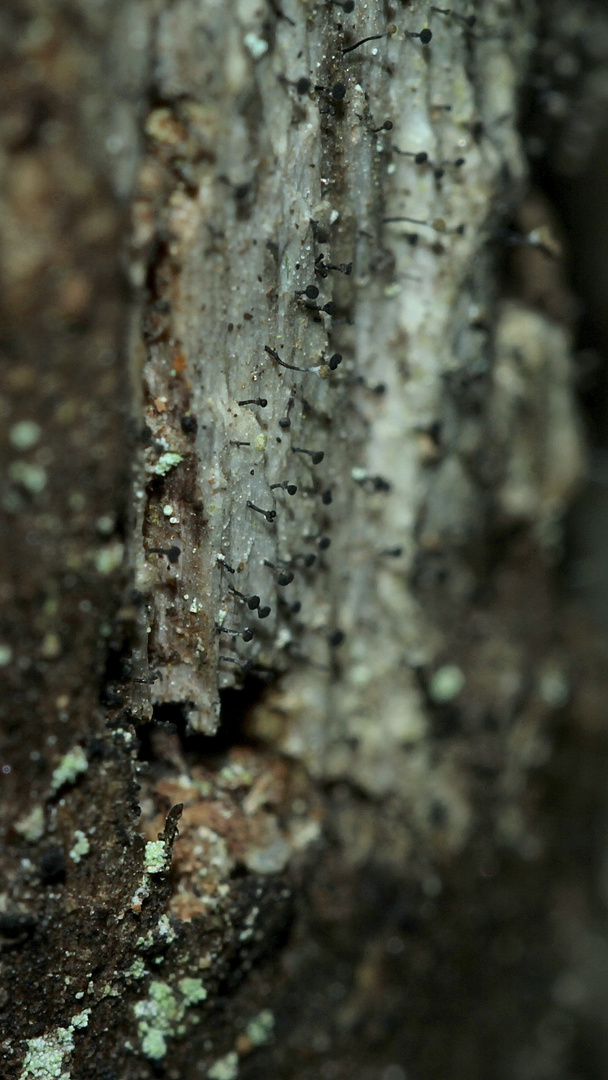 Die seltene Flechte Chaenotheca brunneola (?) an einem entrindeten ...