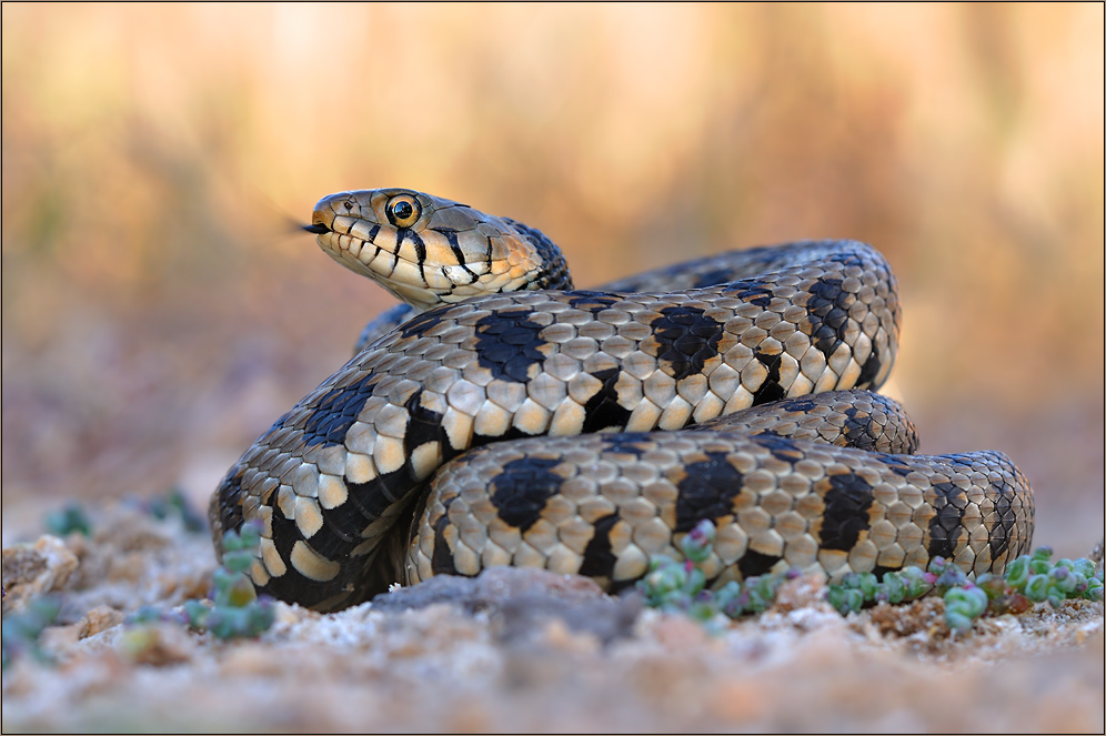 die seltenste Schlange Europas Foto & Bild | tiere, wildlife, amphibien ...