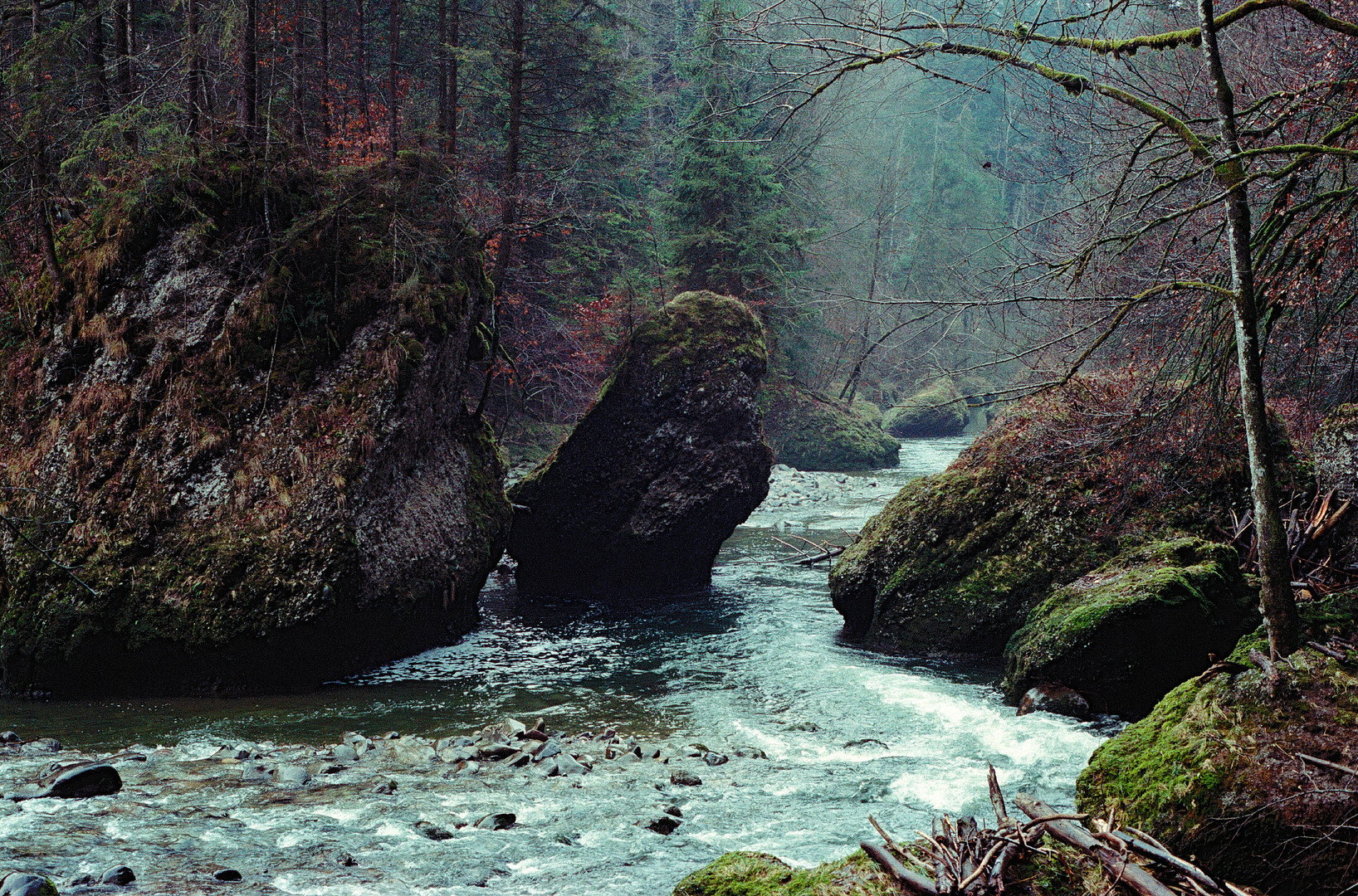 Die Sihl im Winter Foto & Bild | pflanzen, pilze & flechten, landschaft ...