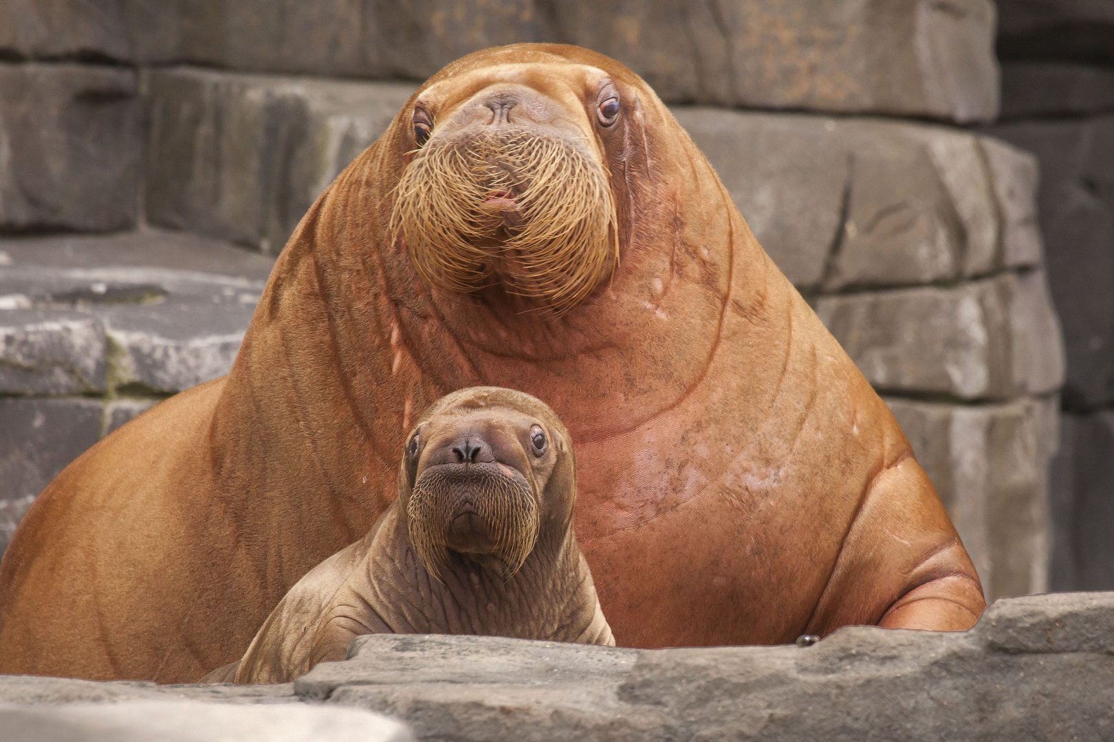 die sind alle doof Foto & Bild | tiere, zoo, wildpark & falknerei ...