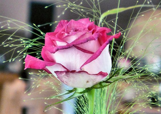 Rosen Bilder & Fotos