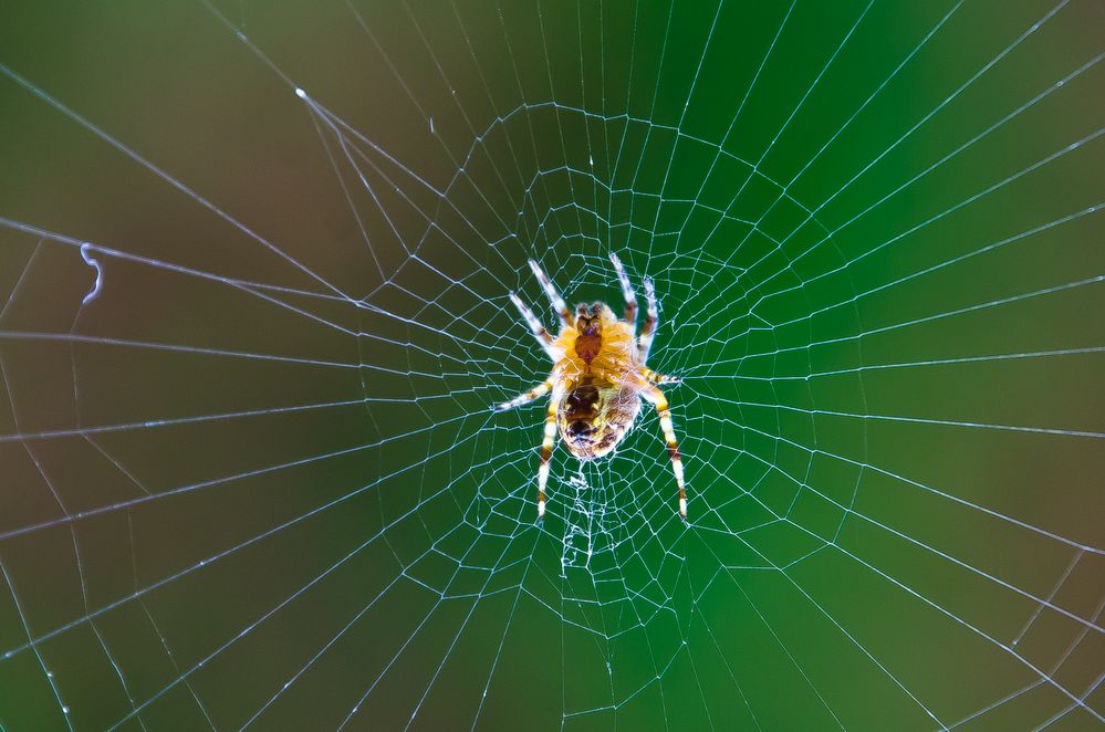 Die Spinne und ihr Netz Foto & Bild | tiere, wildlife, spinnen Bilder ...