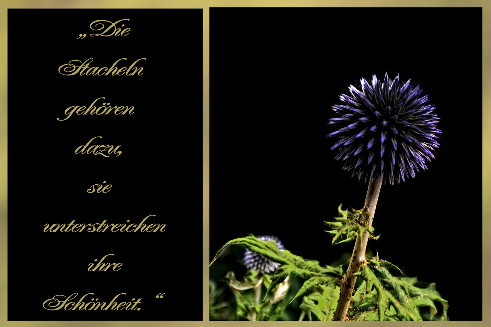 Die Stacheln gehören dazu, sie unterstreichen ihre Schönheit. Foto ...