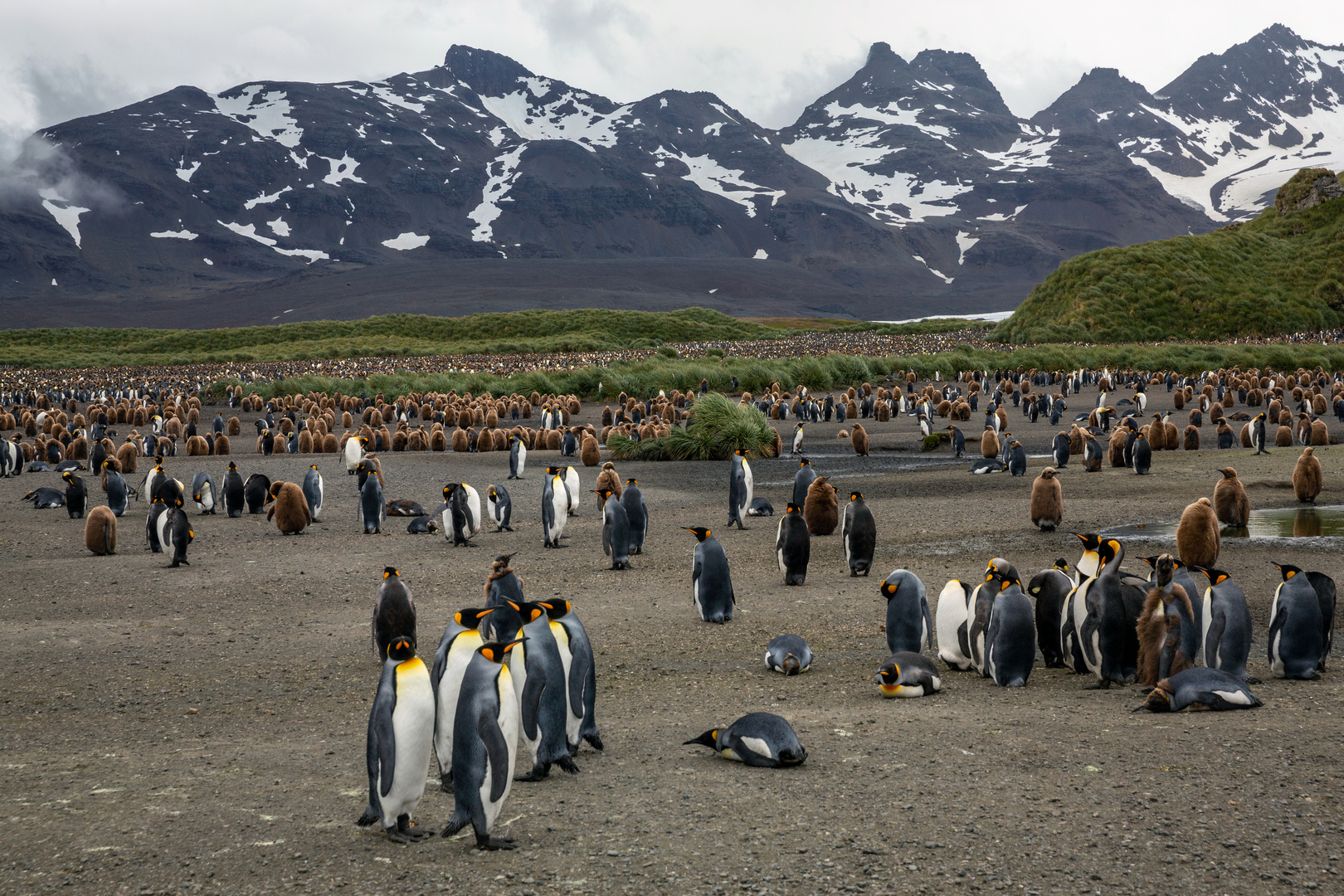 Die Stadt der Pinguine Foto & Bild | nature, kalt, eis Bilder auf ... Die Stadt der Pinguine Foto & Bild | nature, kalt, eis Bilder auf ...