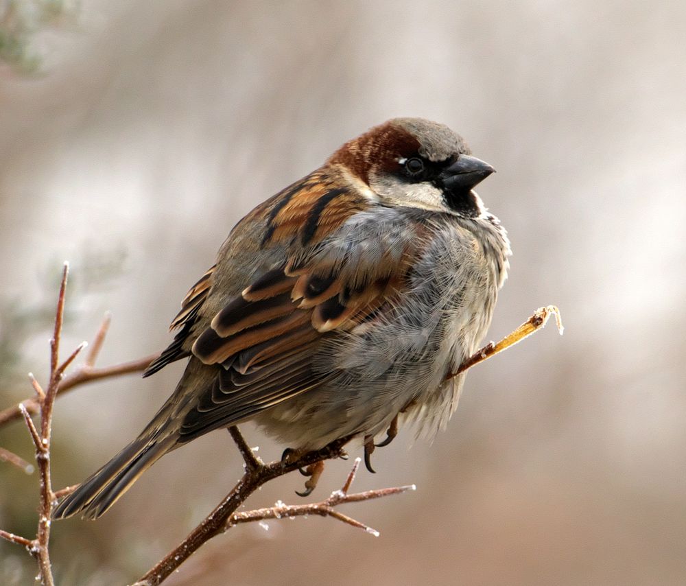 Die Stärke des Kleinen, trotzt dem Winter Foto & Bild | outdoor, bäume, winter Bilder auf ...