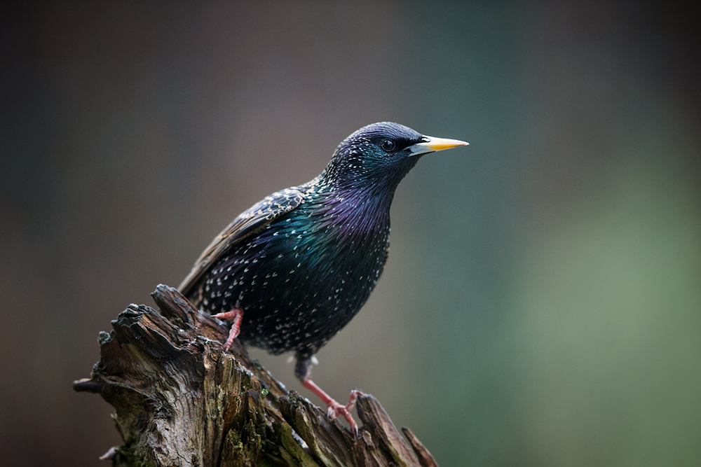 Die Stare sind wieder da Foto & Bild | tiere, wildlife, wild lebende ...