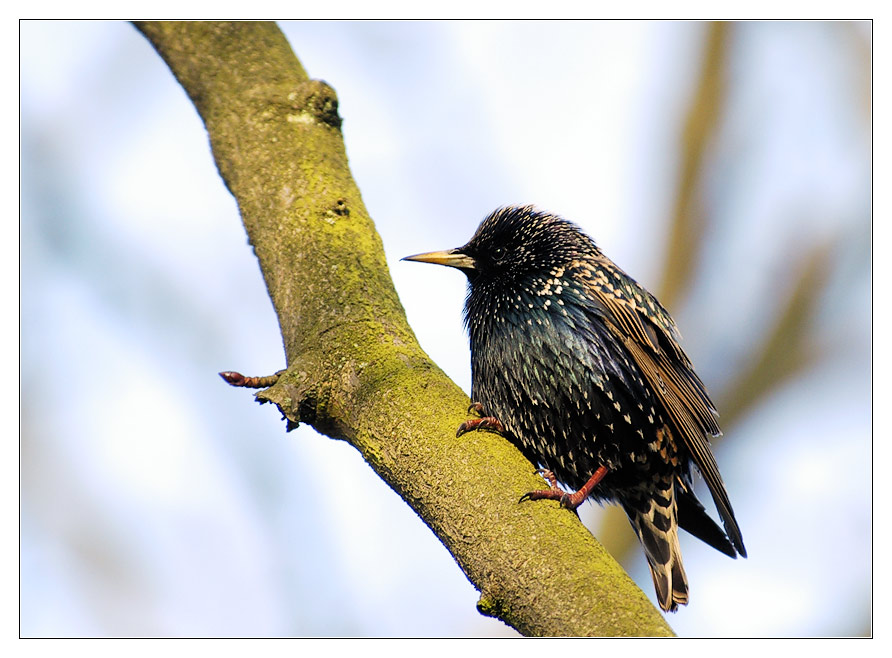 Die Stare sind zurück Foto & Bild | tiere, wildlife, wild lebende vögel ...