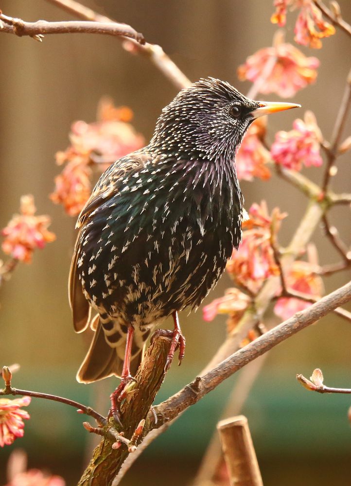 Die Stare sind zurück Foto & Bild | frühling, natur, tiere Bilder auf ...