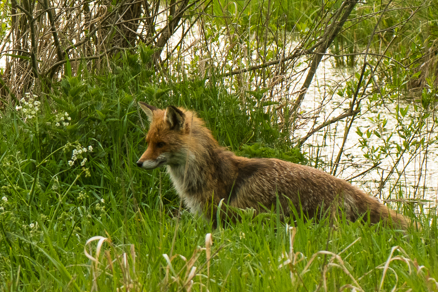 Die Starre Foto & Bild | natur, tiere, wildlife Bilder auf fotocommunity