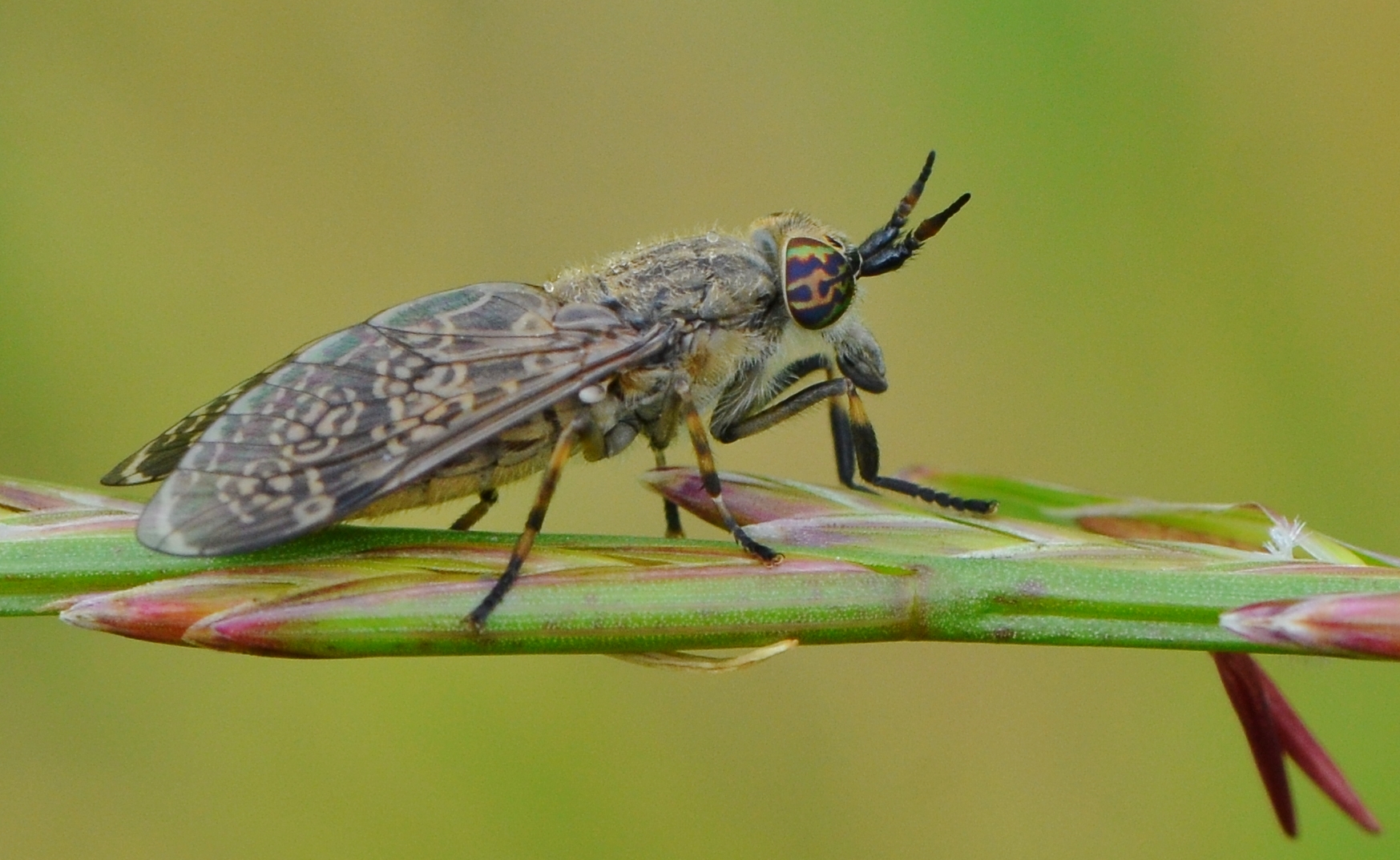 Die Stecher ...... Foto & Bild | wald, wiese, feld Bilder auf fotocommunity