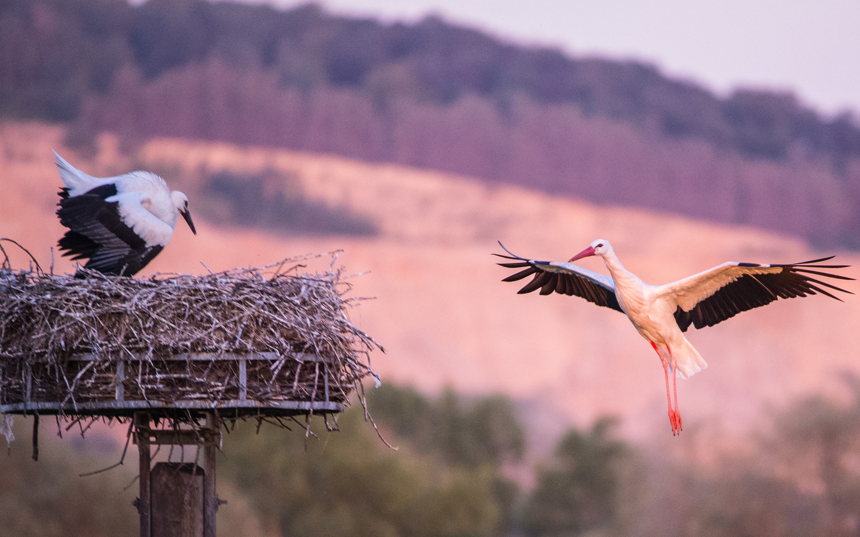 Die Störche Foto & Bild | natur, tiere, vögel Bilder auf fotocommunity