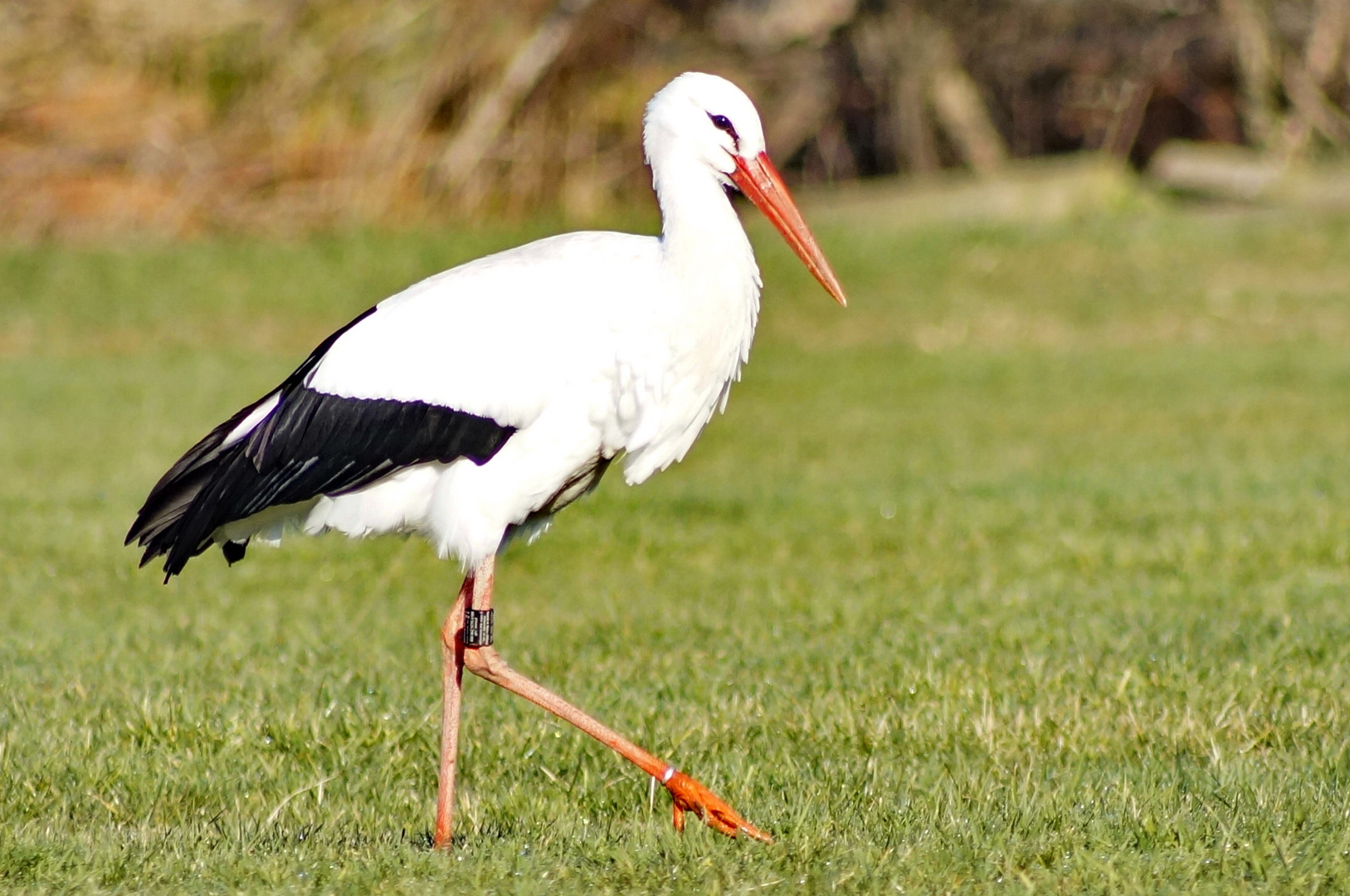 Die Störche kommen zurück Foto & Bild | tiere, wildlife, wild lebende ...