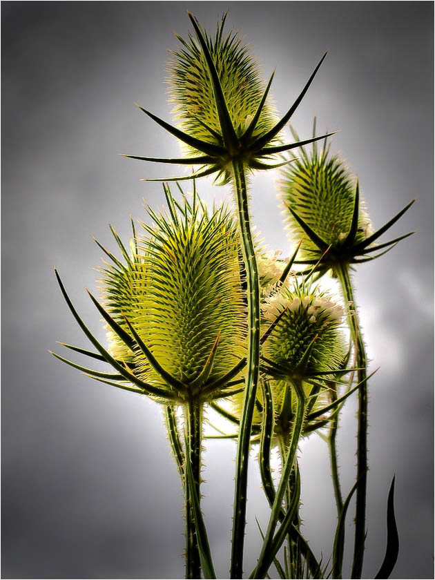 Die stürmische Karde Foto & Bild | pflanzen, pilze & flechten, blüten ...