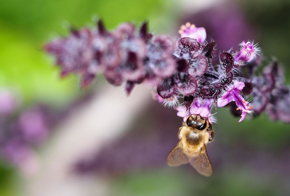 Die Sumse ... Foto & Bild | fotos, natur, insekten Bilder auf fotocommunity