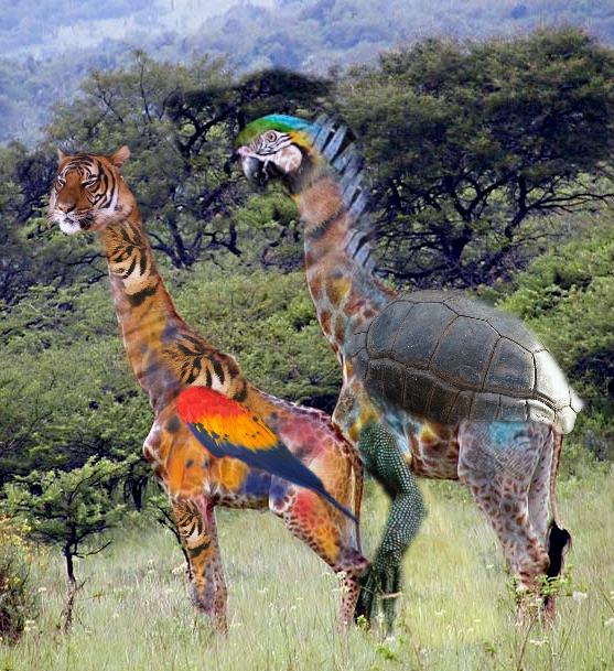 die super Gir(affe) Foto & Bild | fun-montagen, quatsch & fun, digiart ...