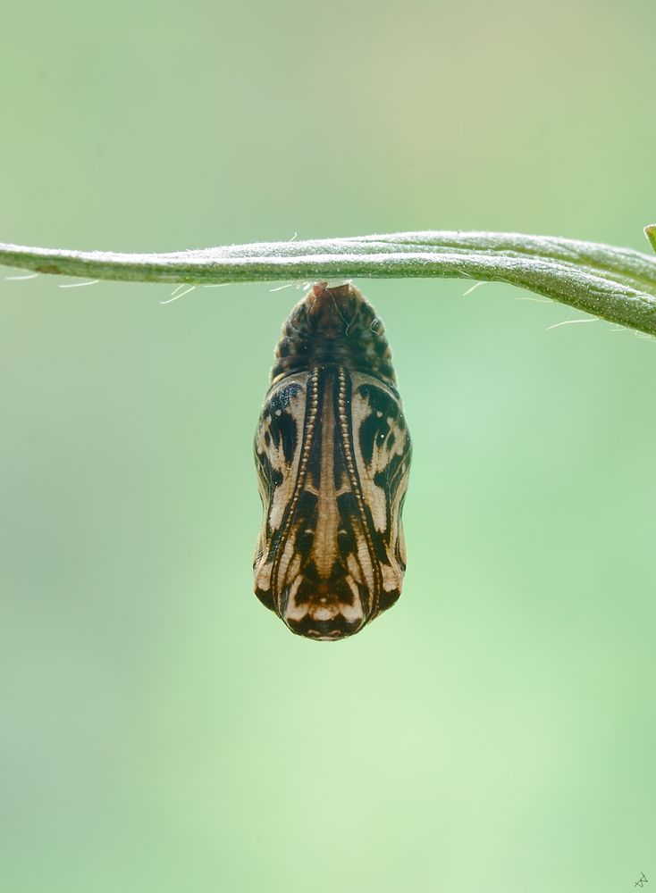 Die Symmetrie Foto & Bild | natur, landschaft, insekten Bilder auf ...