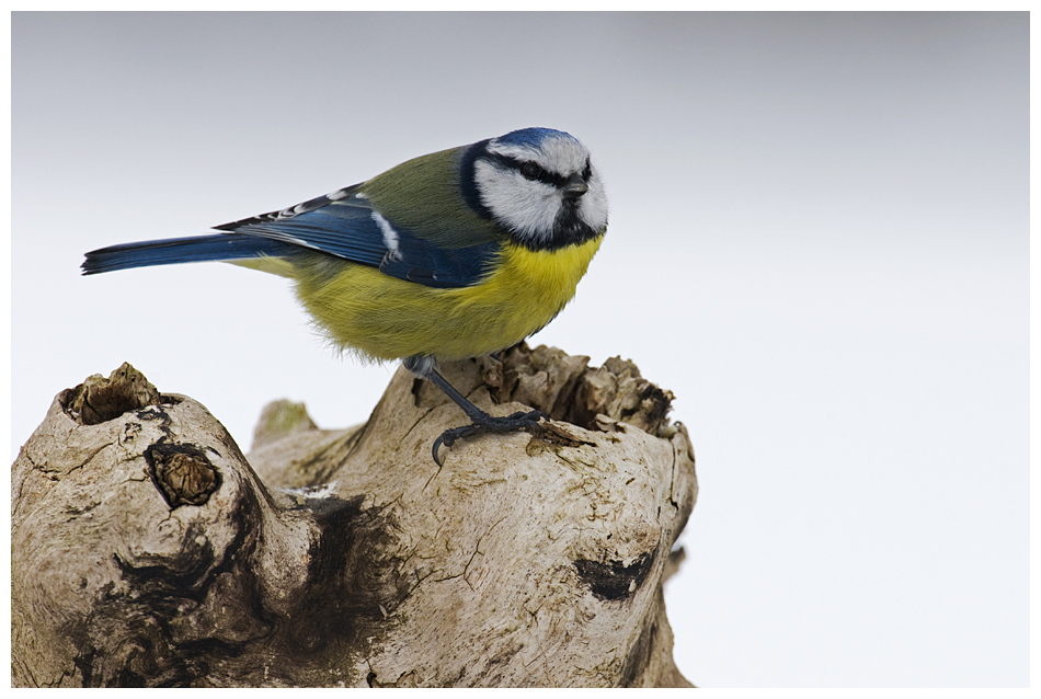 Die tägliche Meise... Foto & Bild | tiere, wildlife, wild lebende vögel ...