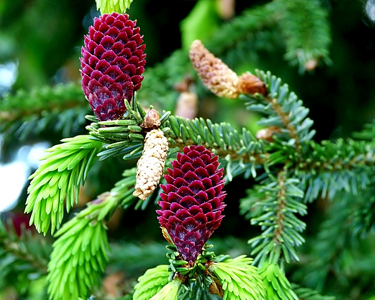 Die Tanne blüht! Foto & Bild | pflanzen, pilze & flechten, bäume ...