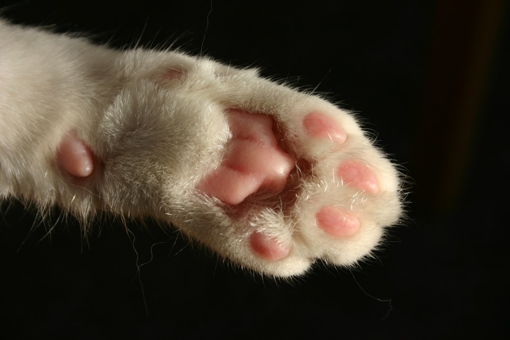 die Tatze der Katze - oder auch "Samtpfote" Foto & Bild | tiere ...
