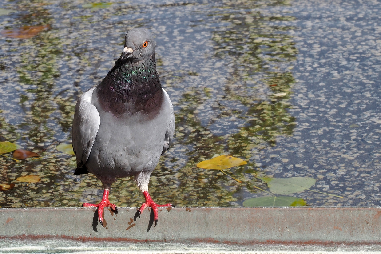 die taube Foto & Bild | projekte, thementage, 2 - dienstag - tierisch ...