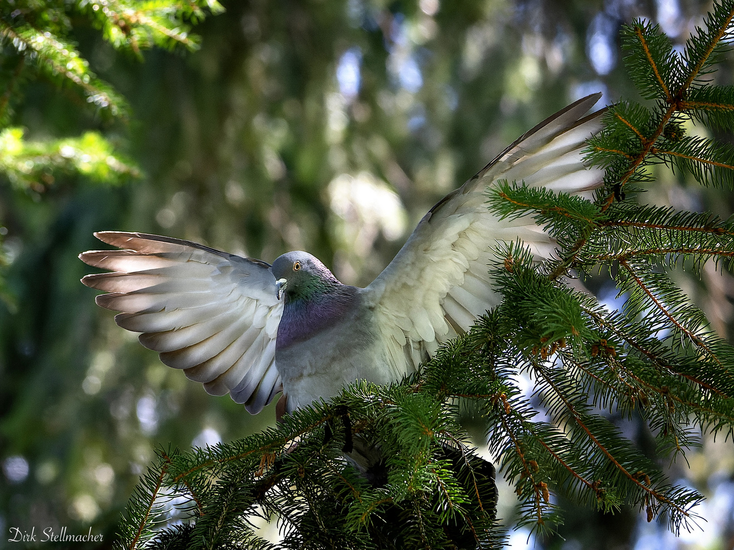 Die Taube Foto & Bild | tiere, natur, vögel Bilder auf fotocommunity