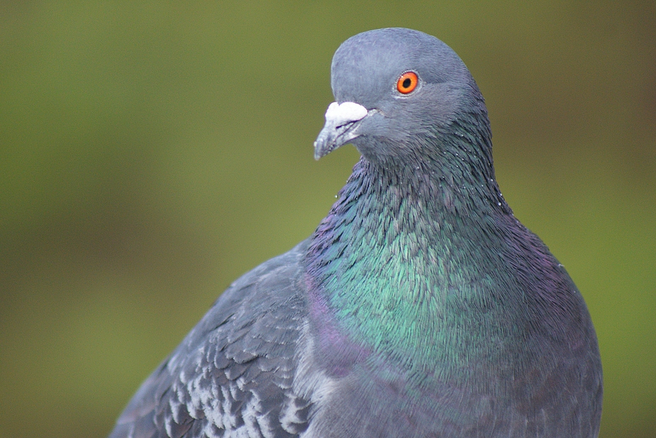 Die Taube... Foto & Bild | tiere, tierdetails, natur Bilder auf ...
