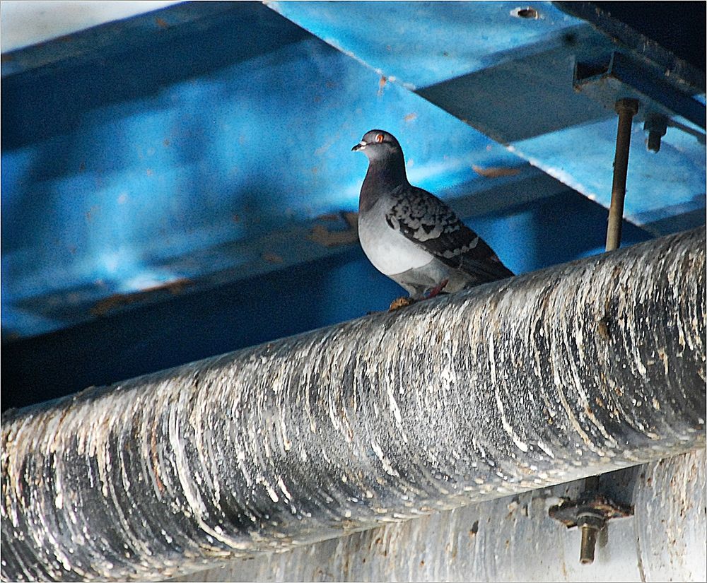 die Taube Foto & Bild | natur, taube, tiere Bilder auf fotocommunity