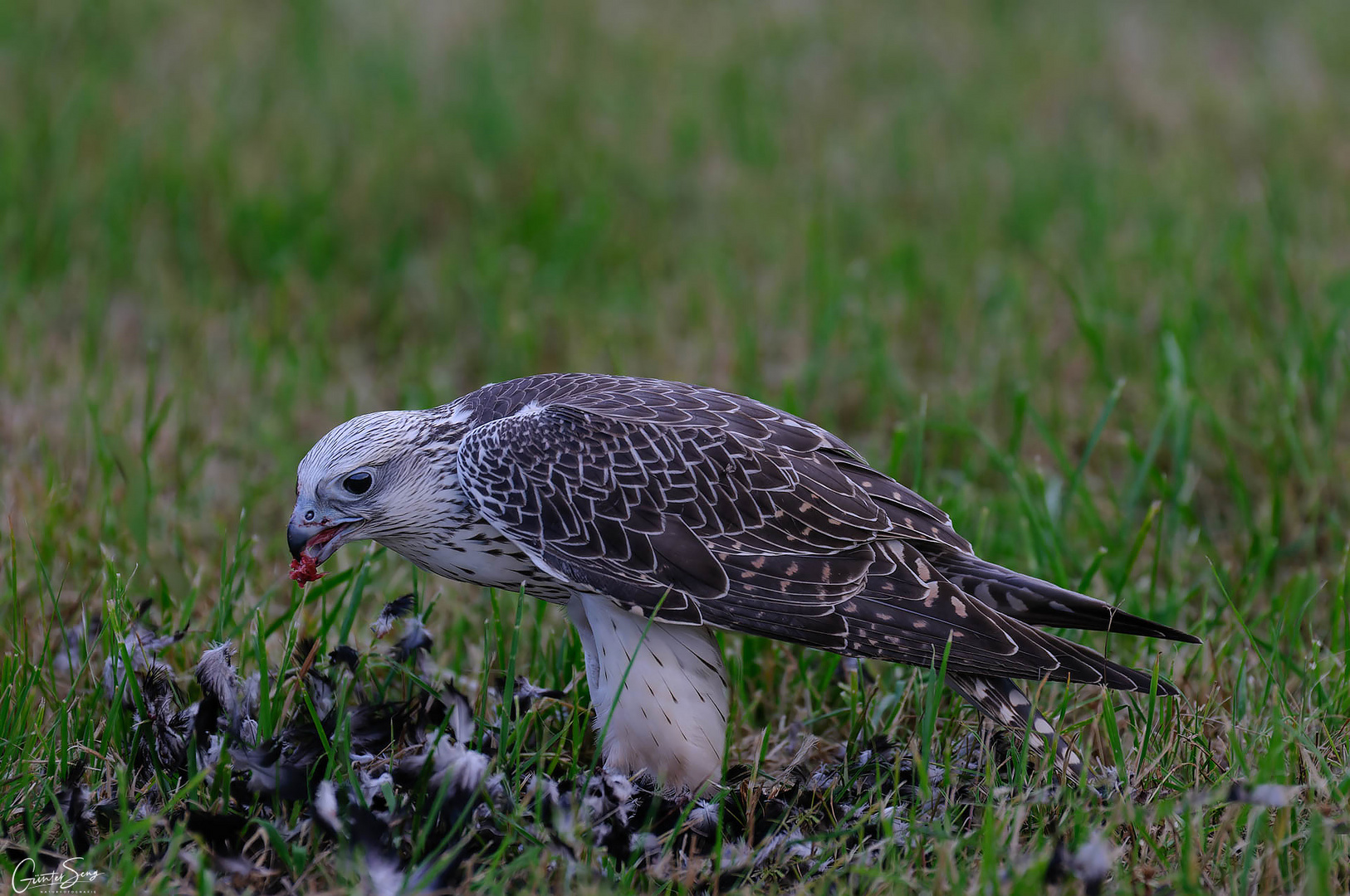 Die Taube hatte keine Chance Foto & Bild | tiere, zoo, wildpark ...
