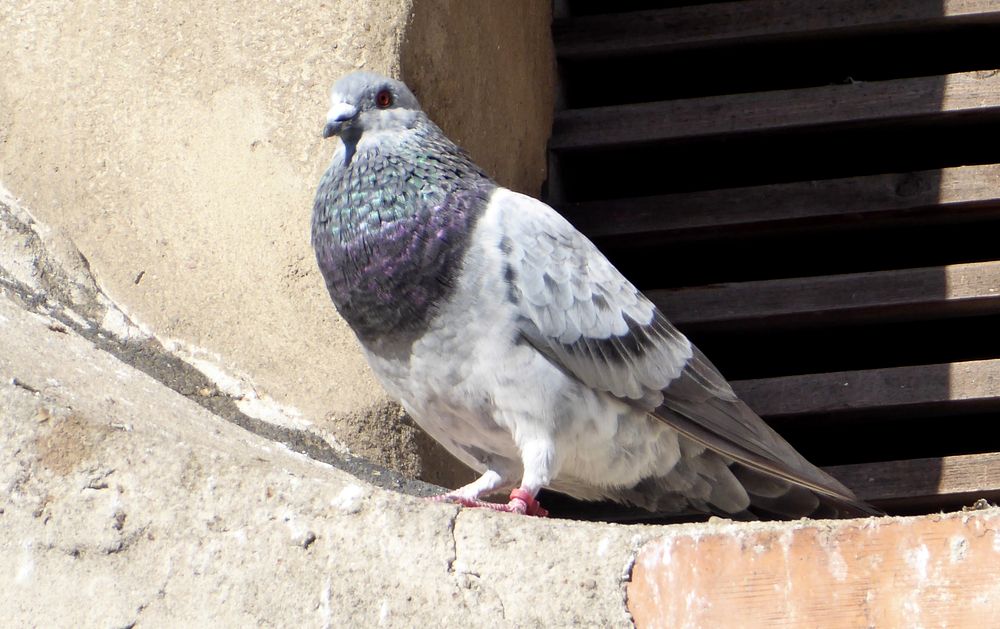 Die Taube im Kirchenfenster Foto & Bild | tiere, wildlife, wild lebende ...