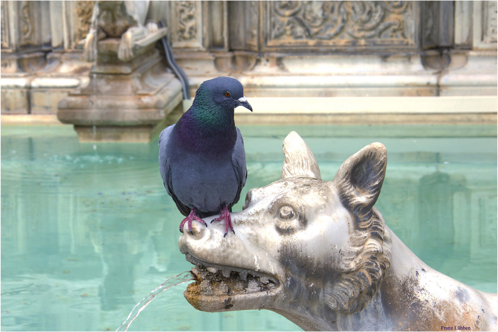 Die Taube Rosana Foto & Bild | tiere, tierfreundschaften, vögel Bilder ...