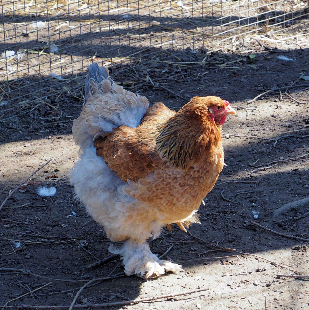 Die tolle Henne ...:) Foto & Bild | natur, vogel, tiere Bilder auf ...
