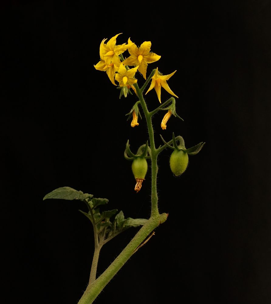Die Tomate... Foto & Bild | spezial, natur, pflanzen Bilder auf ...