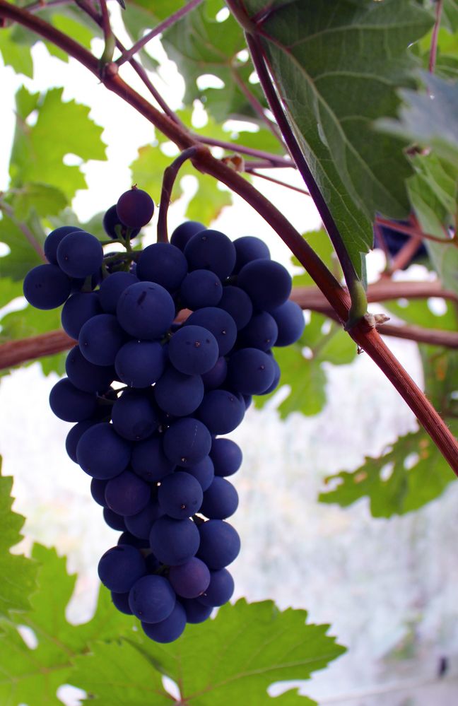 die Trauben hängen nicht hoch genug ... Foto & Bild | rot, outdoor ...