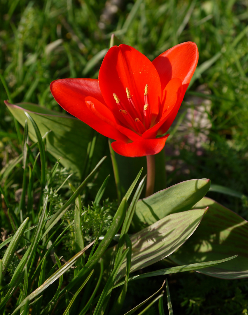 Die Tulpe Foto & Bild | world, rot, wiese Bilder auf fotocommunity