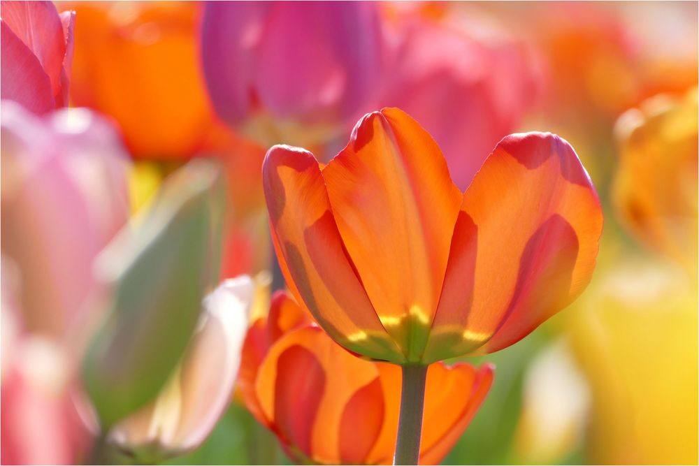 DIE TULPE... Foto & Bild | sonne, frühling, april Bilder auf fotocommunity