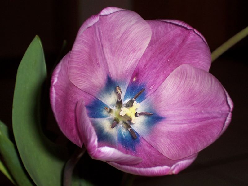 Die Tulpe Foto & Bild | pflanzen, pilze & flechten, blüten- & kleinpflanzen, tulpen Bilder auf ...