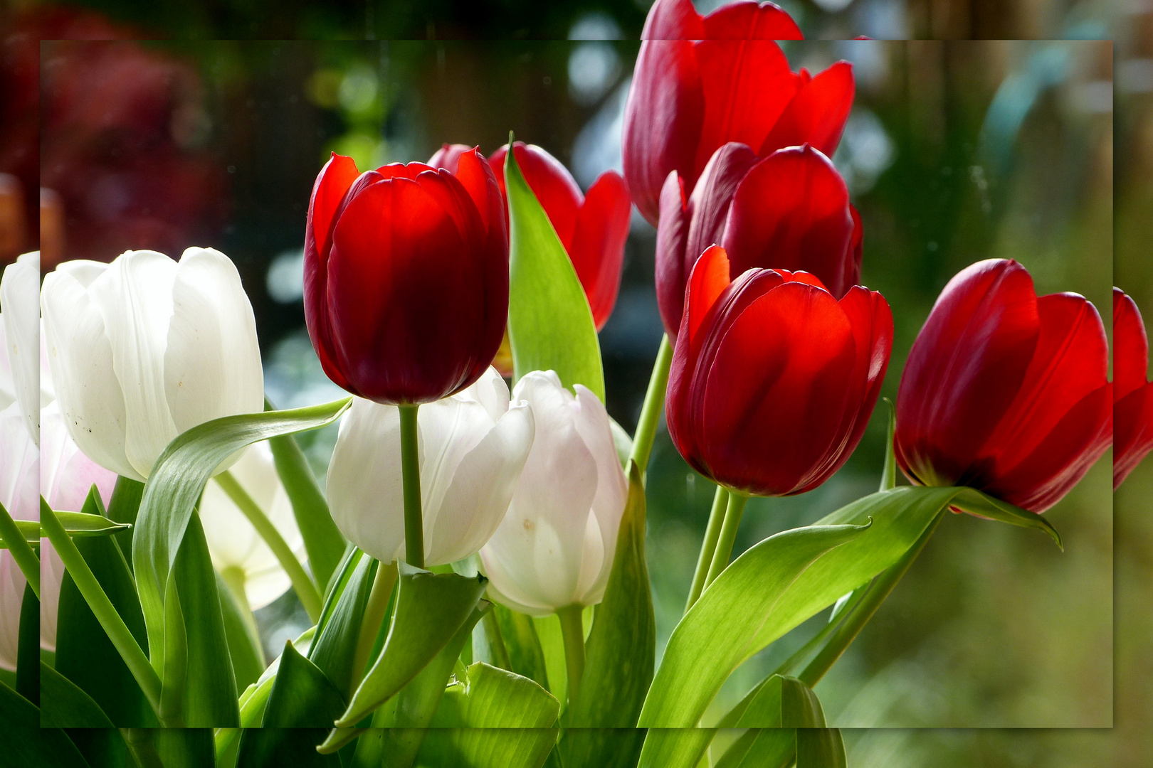 Die Tulpe Foto & Bild | pflanzen, pilze & flechten, blüten- & kleinpflanzen, pflanzen Bilder auf ...