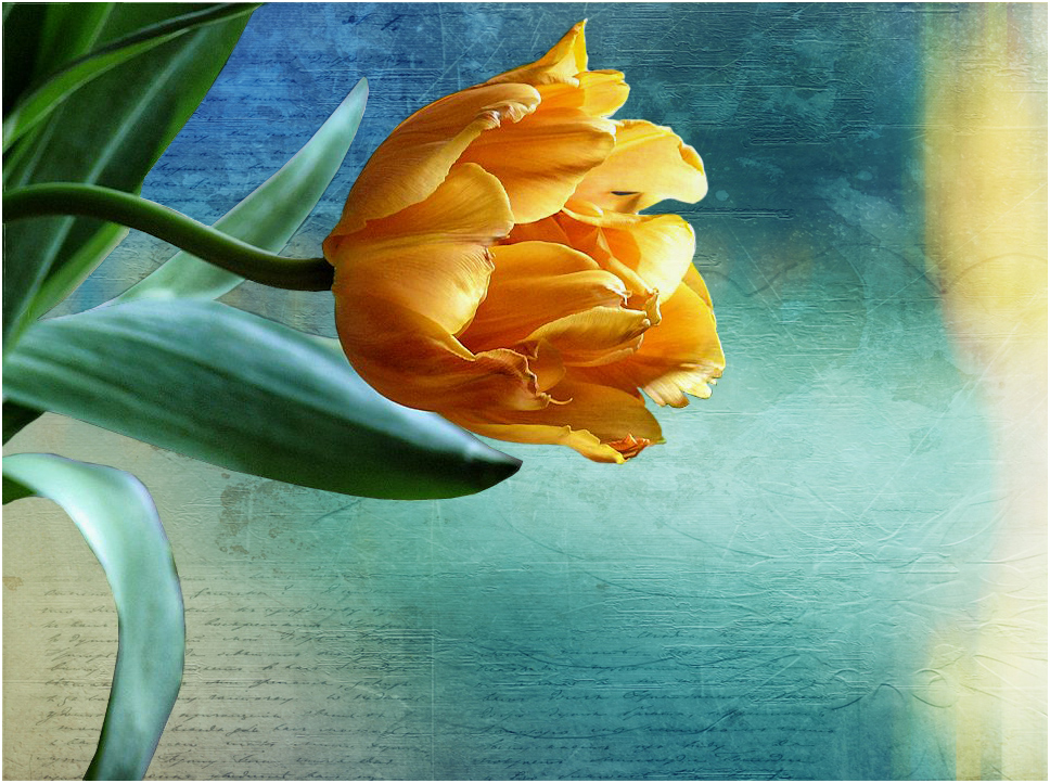 Die Tulpe Foto & Bild | fotomontage, composing , composings Bilder auf ...