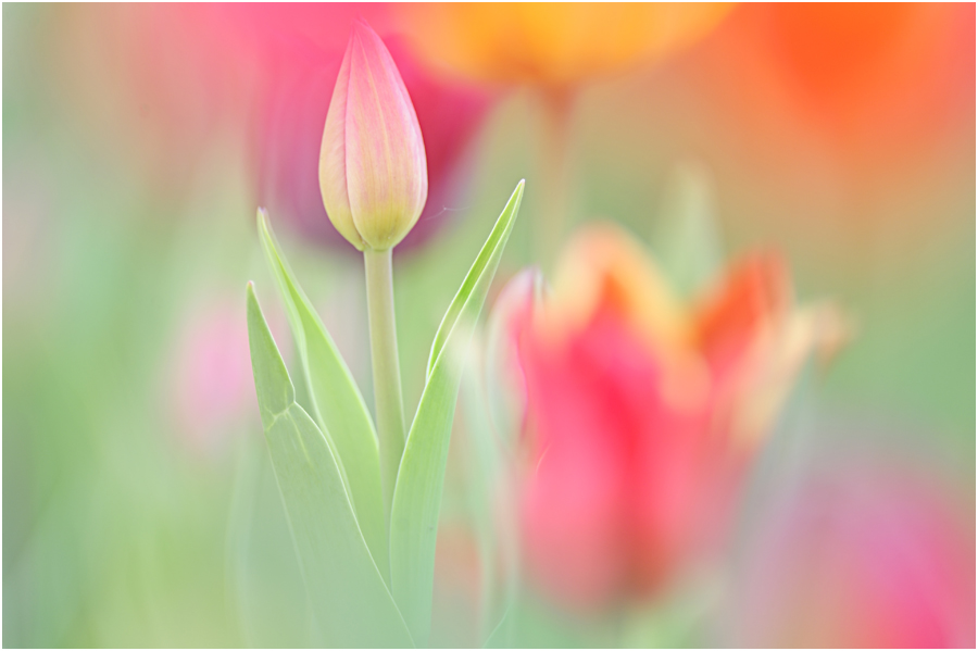 Die Tulpe - ein Gedicht von Josef Guggenmos Foto & Bild | pflanzen ...