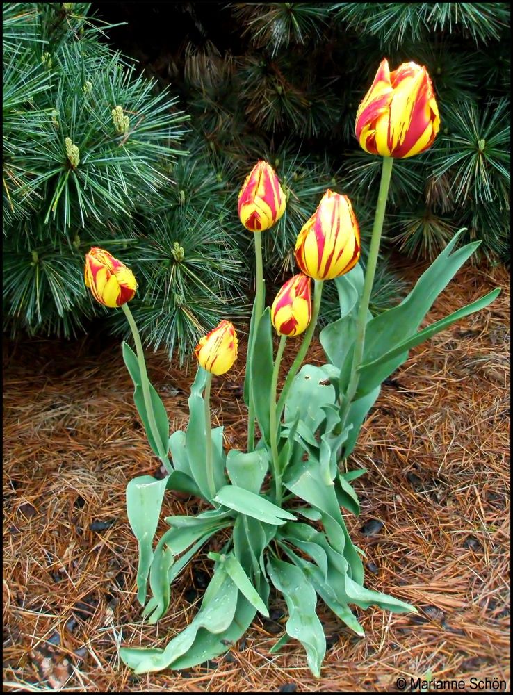 Die Tulpen blühen wieder... Foto & Bild | tulpen, natur, pflanzen Bilder auf fotocommunity