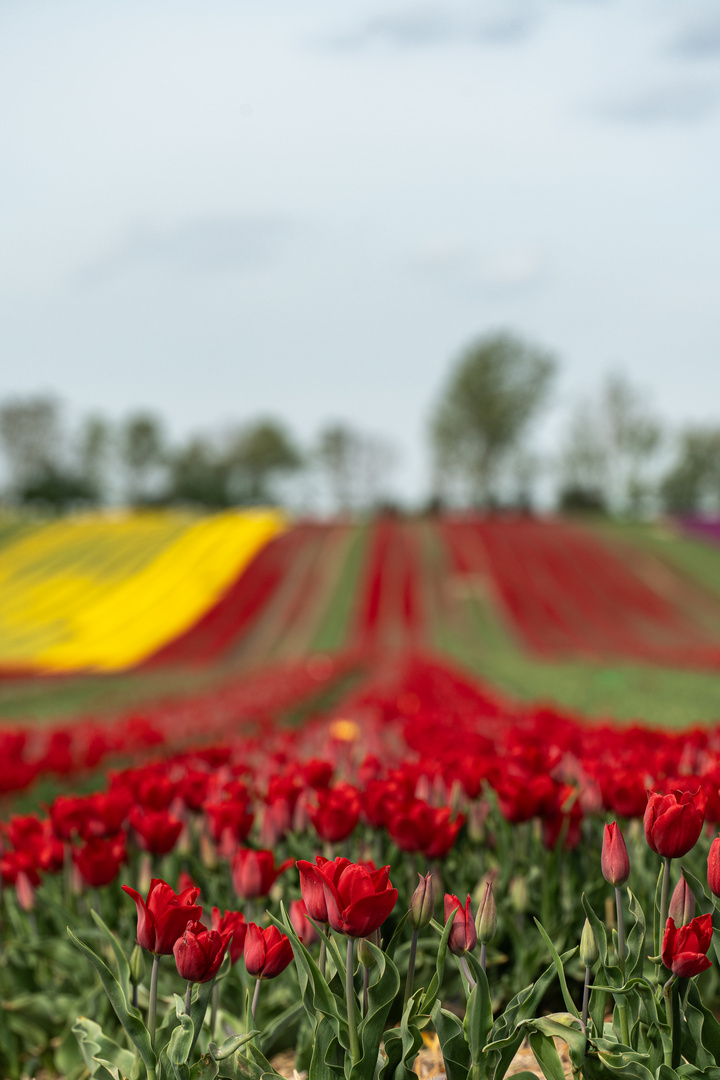Die Tulpenfelder von Schwaneberg Foto & Bild | landschaft, Äcker ...