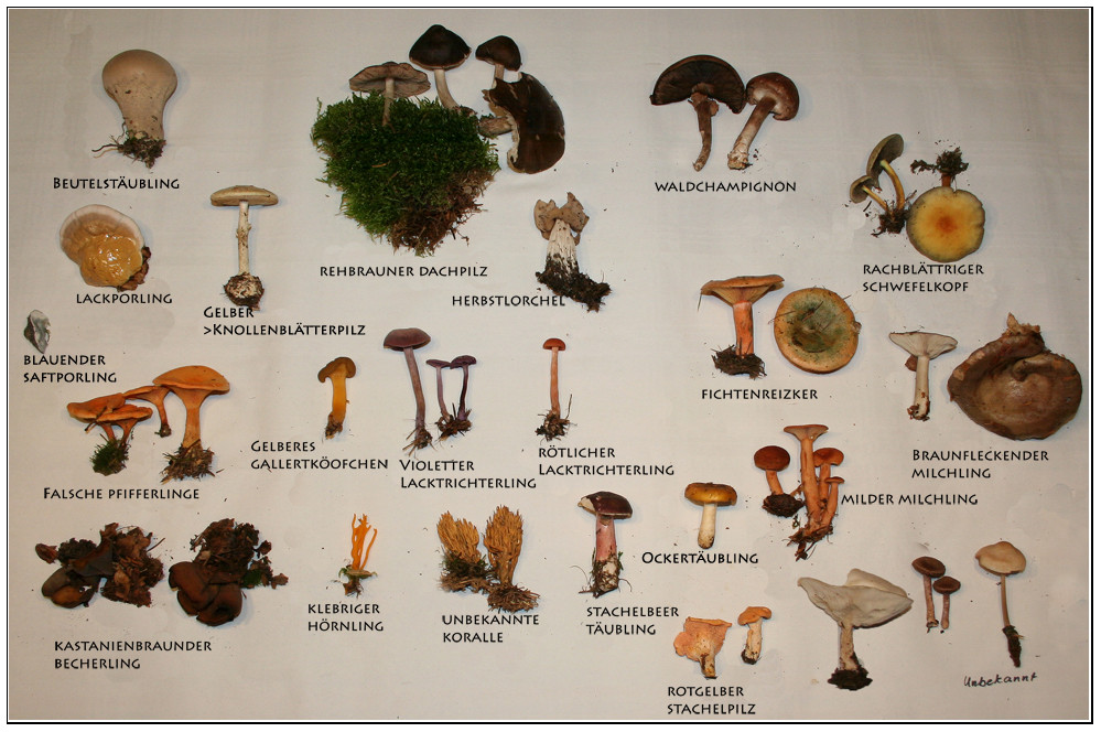 die übersicht Foto & Bild | pflanzen, pilze & flechten, pilze ...