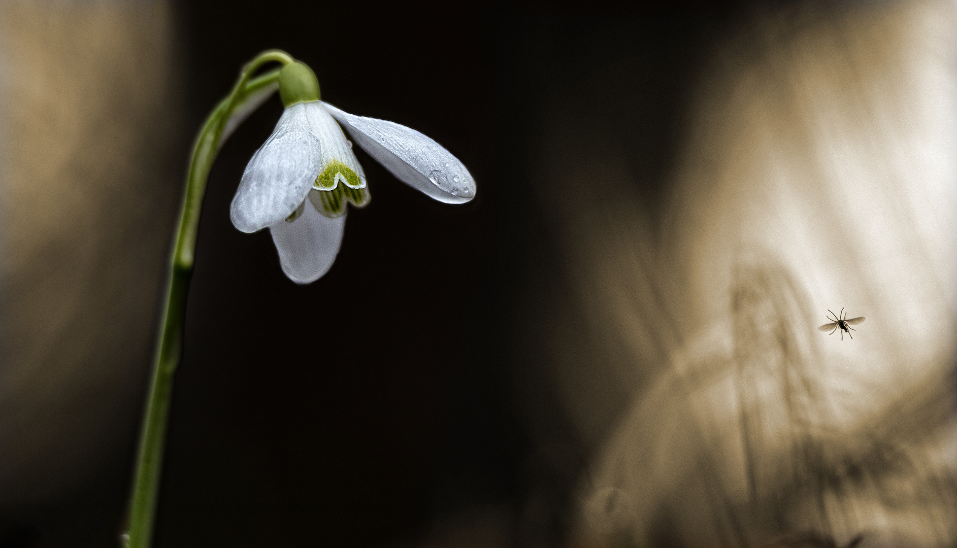 Die um das Schneeglöckchen tanzt.... Foto & Bild | makro, frühling ...