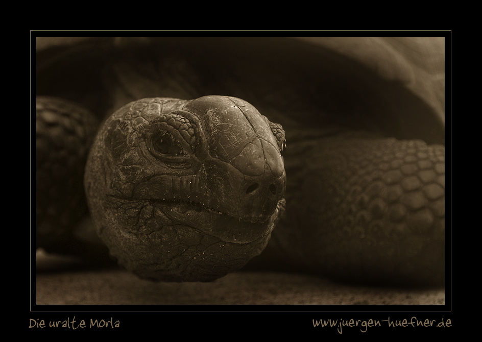 Die uralte Morla Foto & Bild | tiere, wildlife, amphibien & reptilien ...