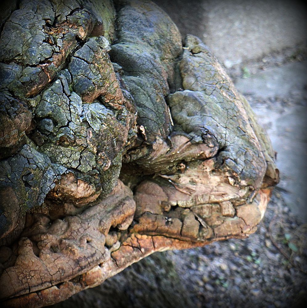 Die uralte Morla aus der "Unendlichen Geschichte" Foto & Bild ...