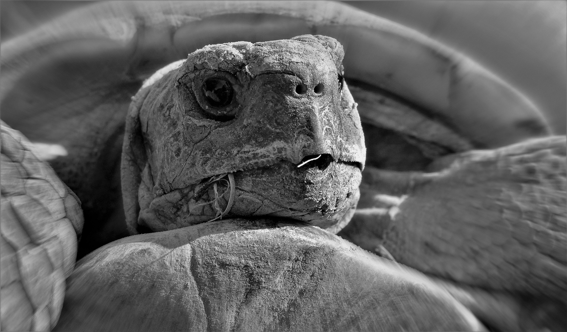 *die uralte Morla* s/w Foto & Bild | tiere, zoo, wildpark & falknerei ...