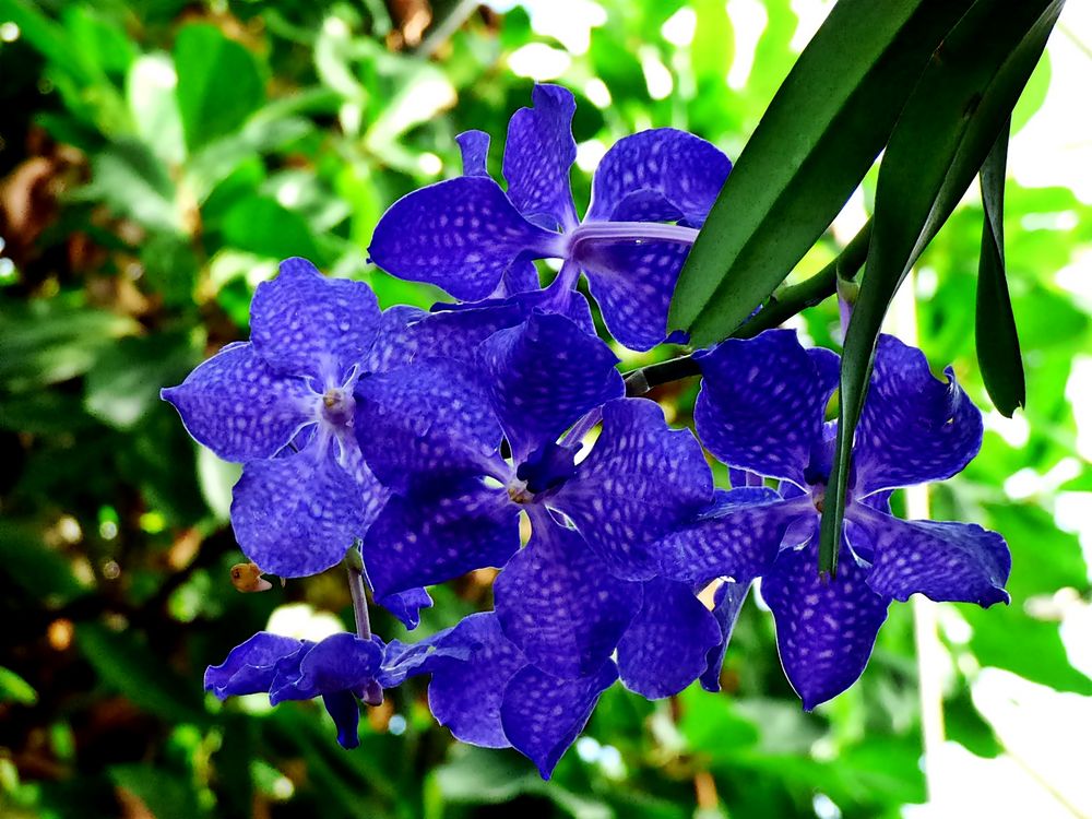 Die Vanda Royal Blue, . . . Foto & Bild | pflanzen, pilze & flechten ...
