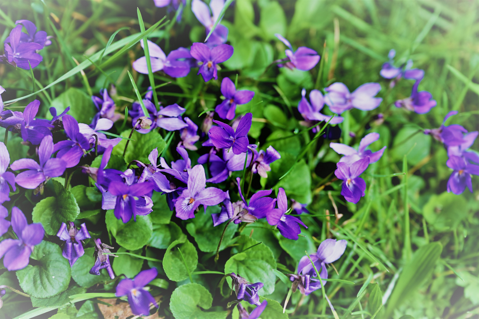 Die Veilchen Foto & Bild | pflanzen, pilze & flechten, blüten ...